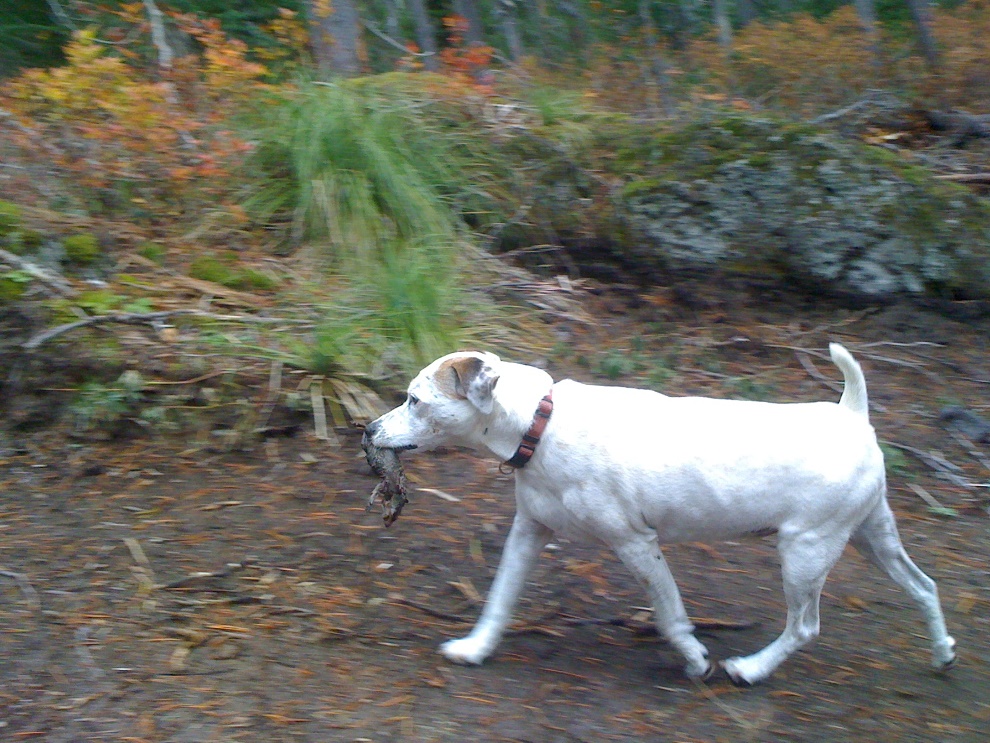 The Apostle Peter James